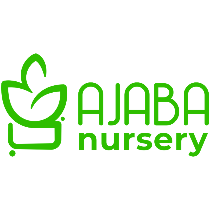 Ajaba Nursery | Olshopin